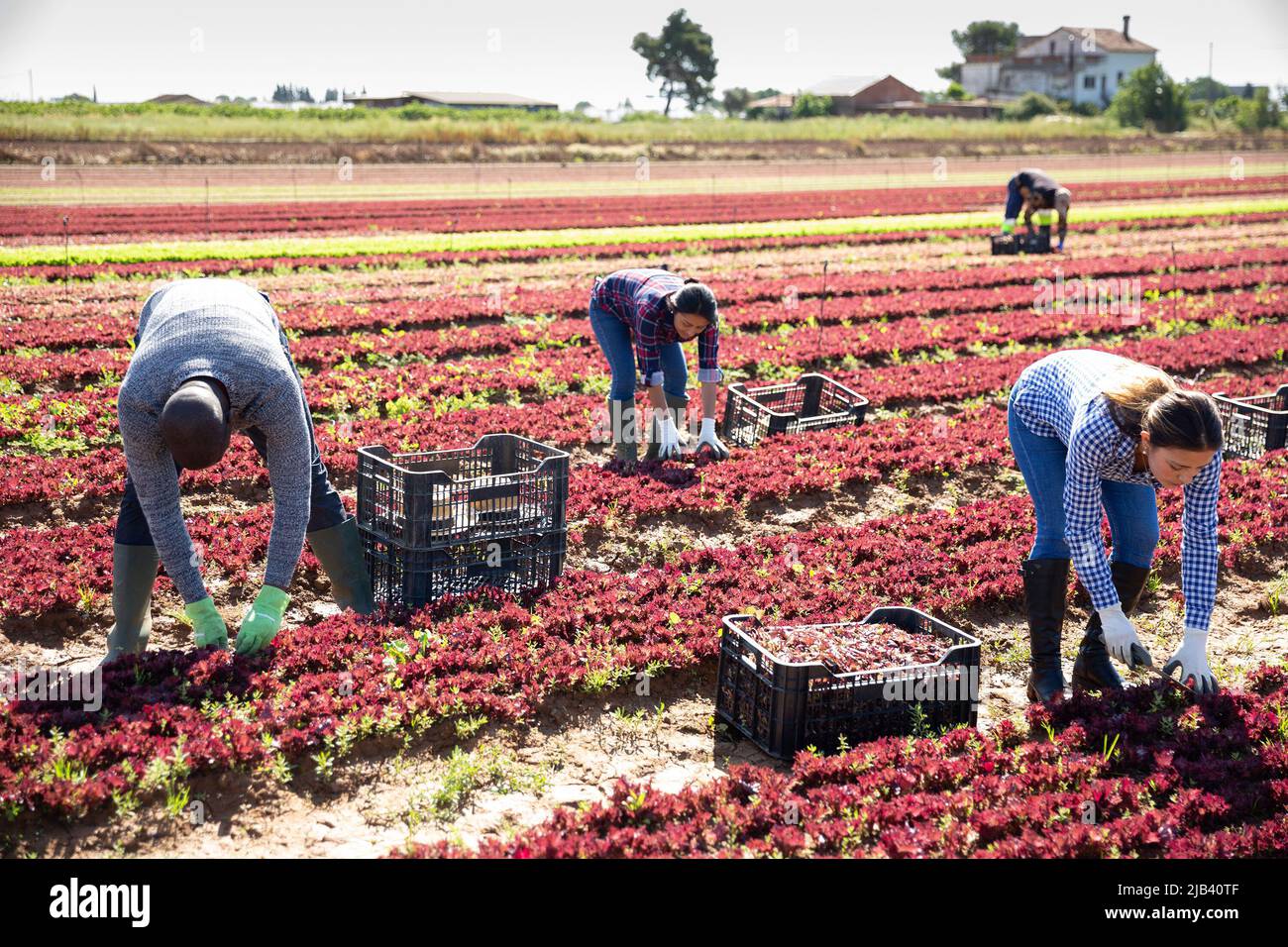 International team farm workers hi-res stock photography and images - Alamy