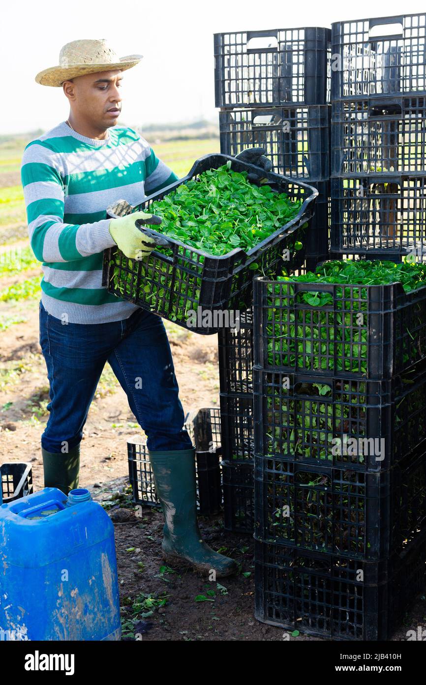 Worker carrying plastic crates hi-res stock photography and images - Alamy