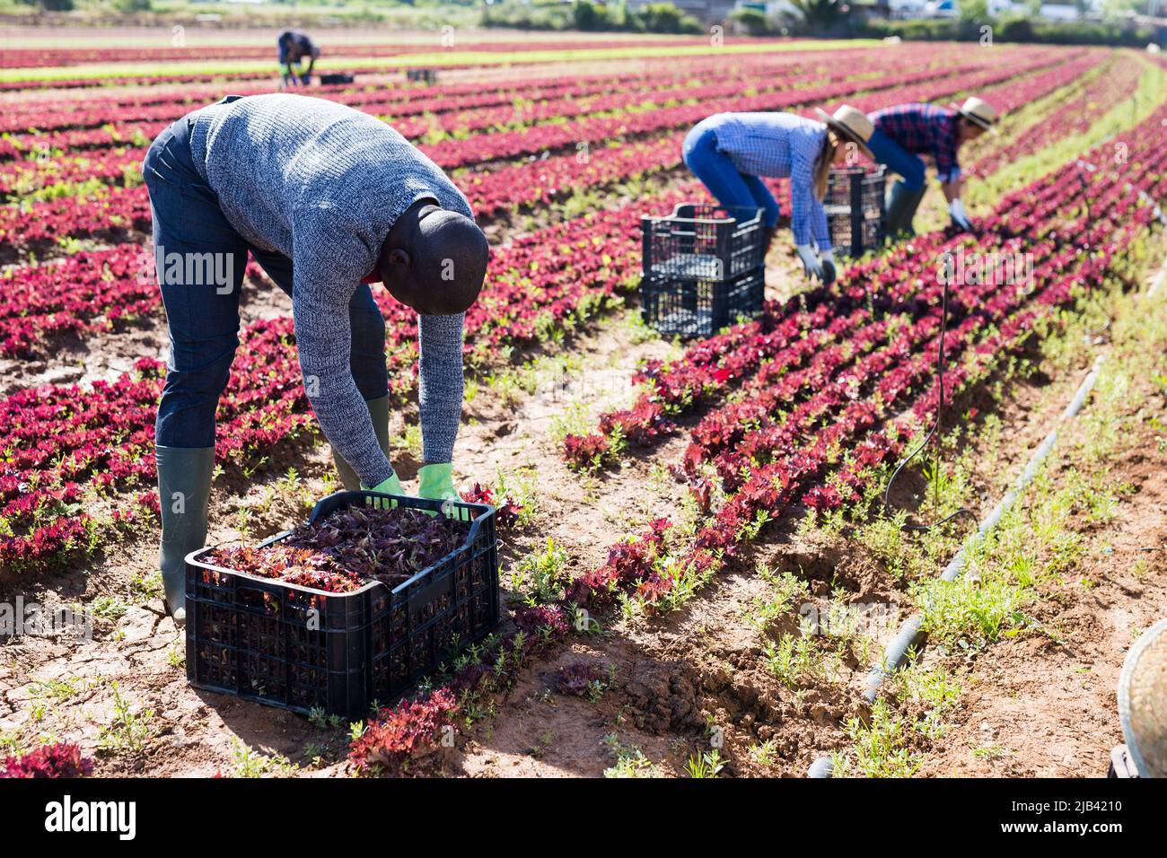 Colombian female farmers hi-res stock photography and images - Alamy