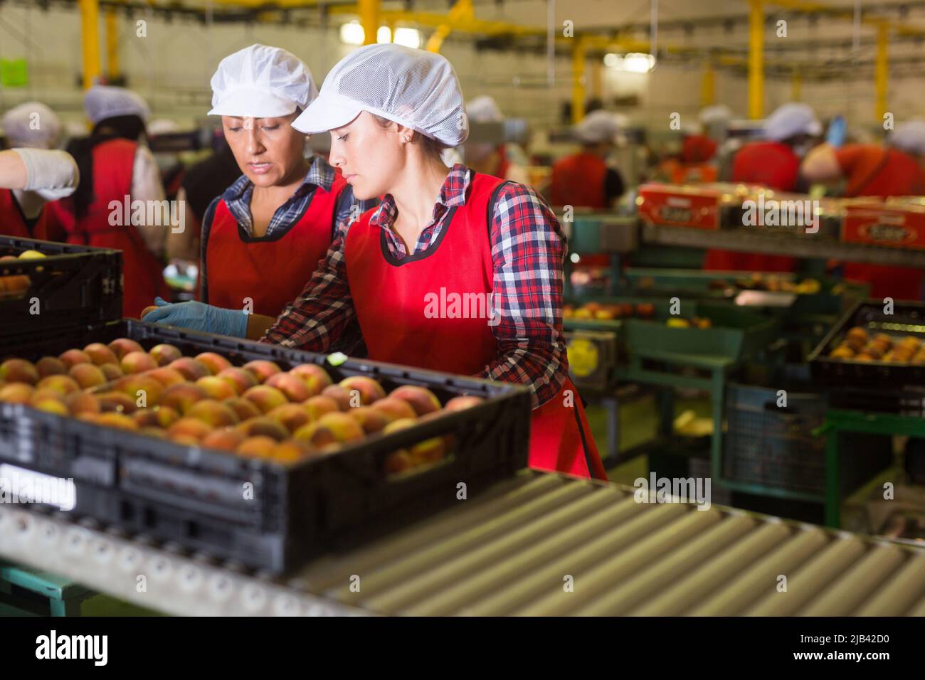 Woman working on producing sorting line at warehouse Stock Photo - Alamy
