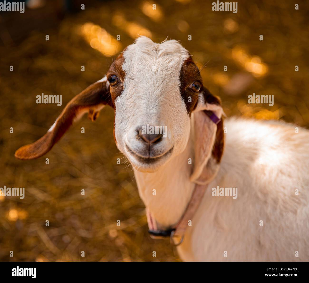 Goat with floppy ears hi-res stock photography and images - Alamy