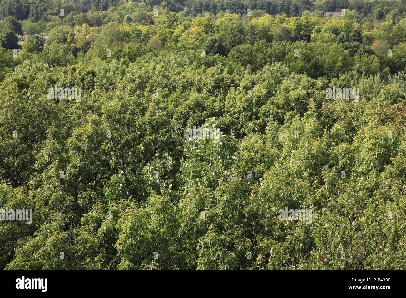 Tree canopy full frame Stock Photo - Alamy