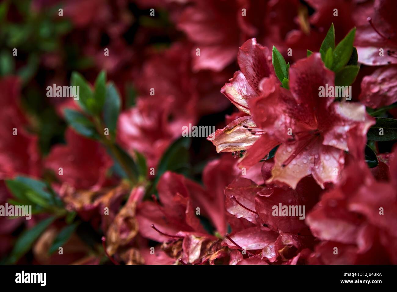 Red rhododendron in bloom seen up close Stock Photo - Alamy