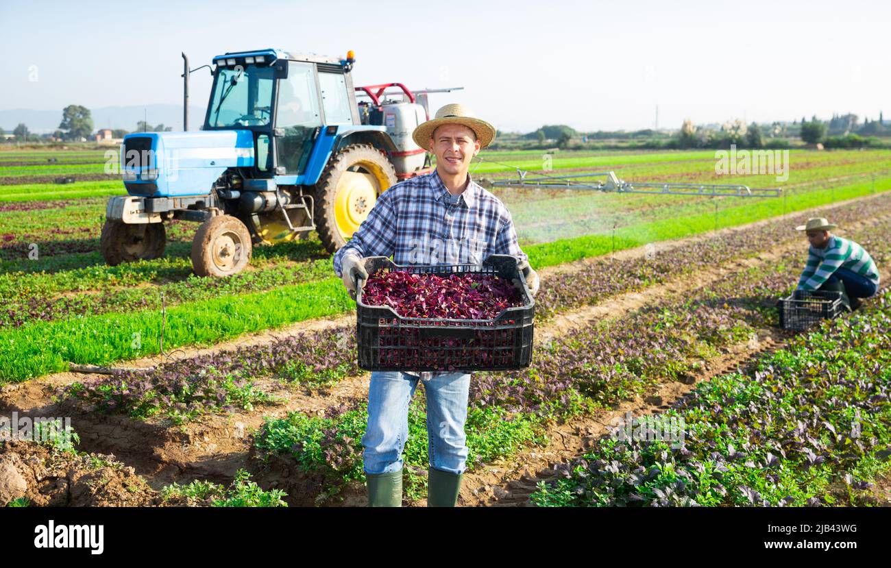 Farmer stocking boxes with red canonigos on field Stock Photo - Alamy