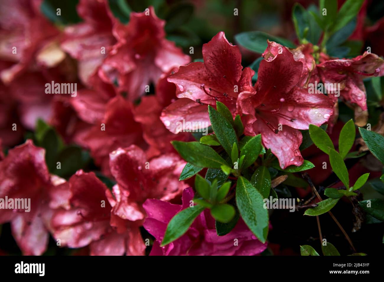 Red rhododendron in bloom seen up close Stock Photo - Alamy