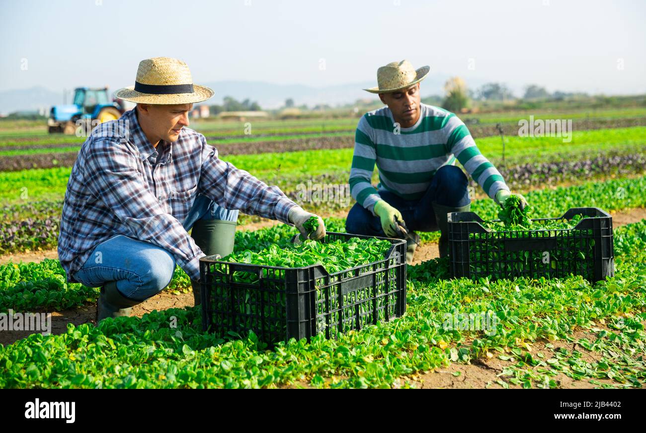 Farmers gathering in crops of young corn salad on farm field Stock ...