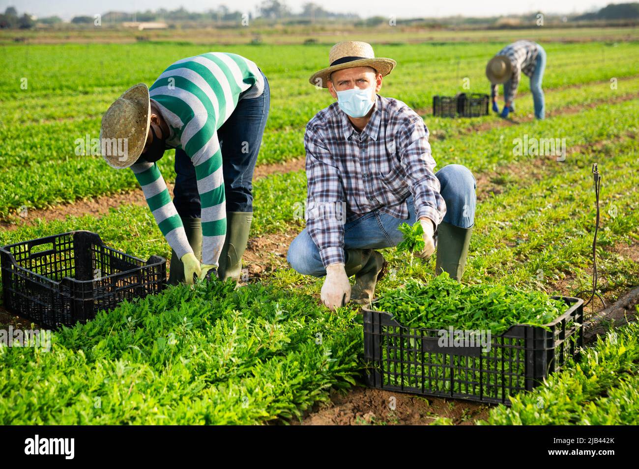 Male farm workers in masks harvesting arugula Stock Photo - Alamy