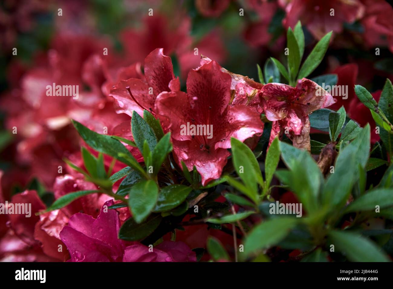 Red rhododendron in bloom seen up close Stock Photo - Alamy