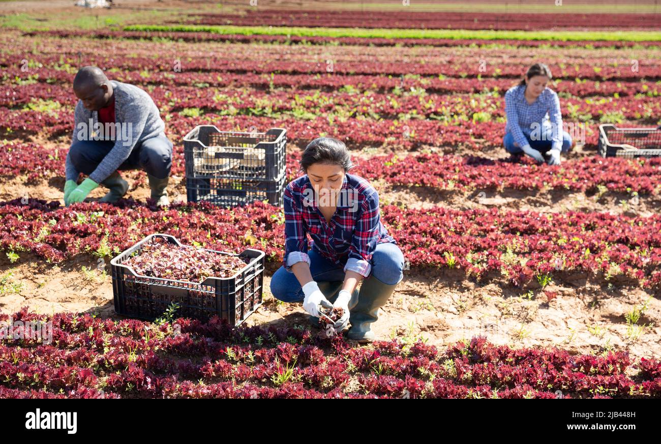 Farm workers cutting red lettuce on farm field Stock Photo - Alamy