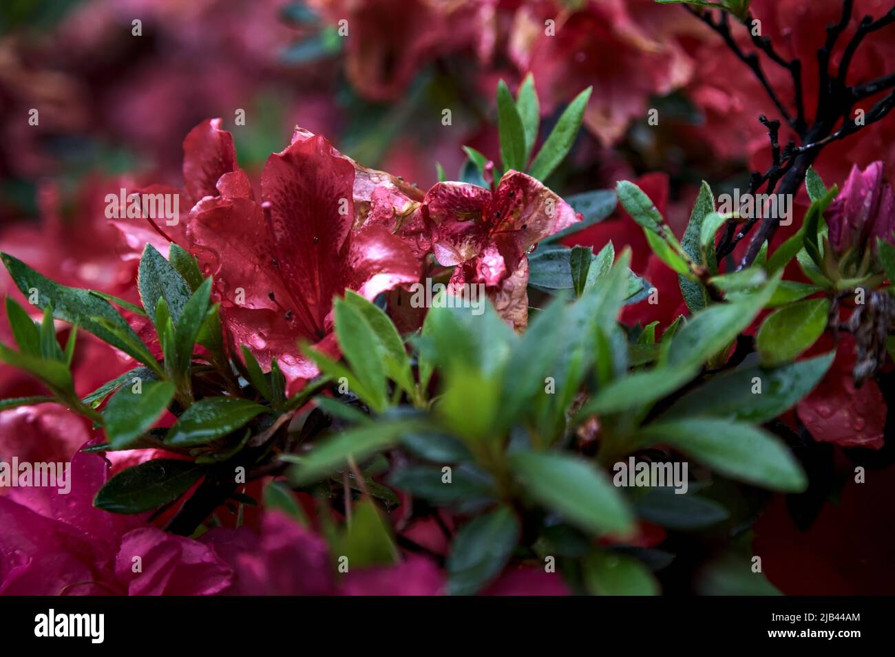 Red rhododendron in bloom seen up close Stock Photo - Alamy