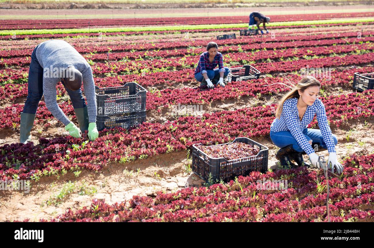 Farm workers harvesting red lettuce Stock Photo - Alamy