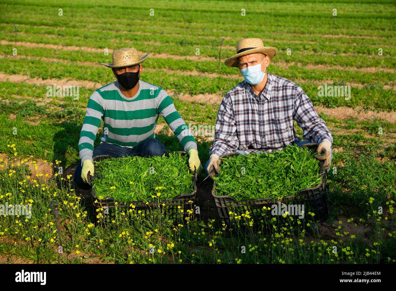 Harvesting and cropping farmer hi-res stock photography and images - Alamy