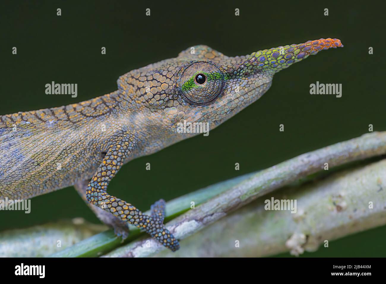 This is the aptly named Pinocchio Chameleon or Lance-nosed chameleon ...