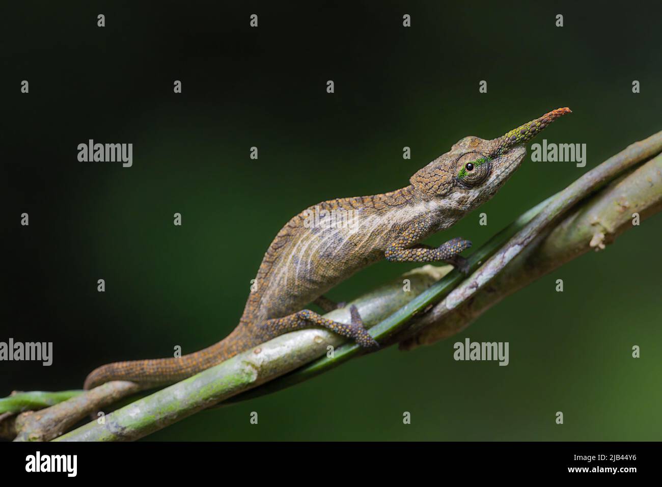 This is the aptly named Pinocchio Chameleon or Lance-nosed chameleon ...
