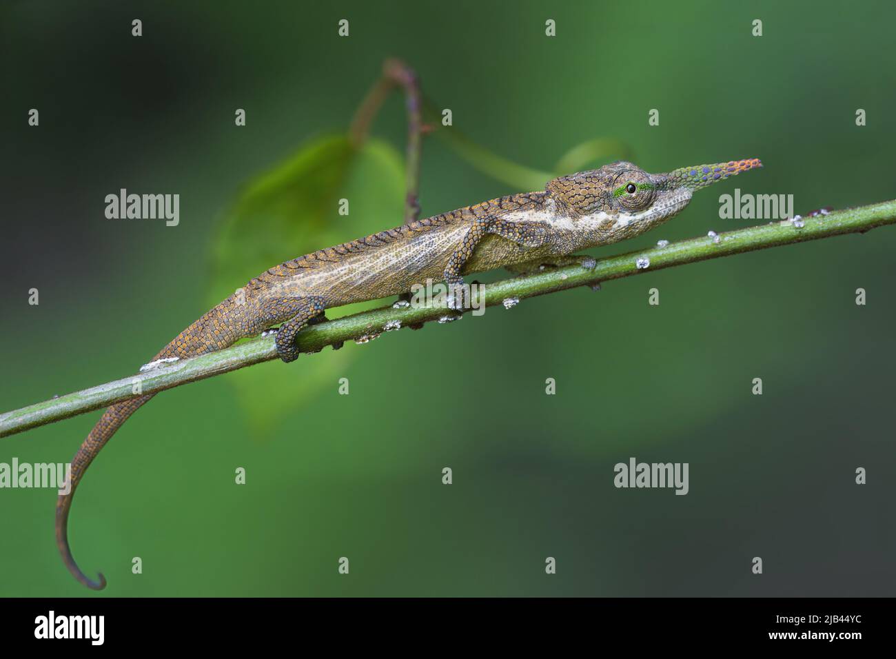 This is the aptly named Pinocchio Chameleon or Lance-nosed chameleon ...