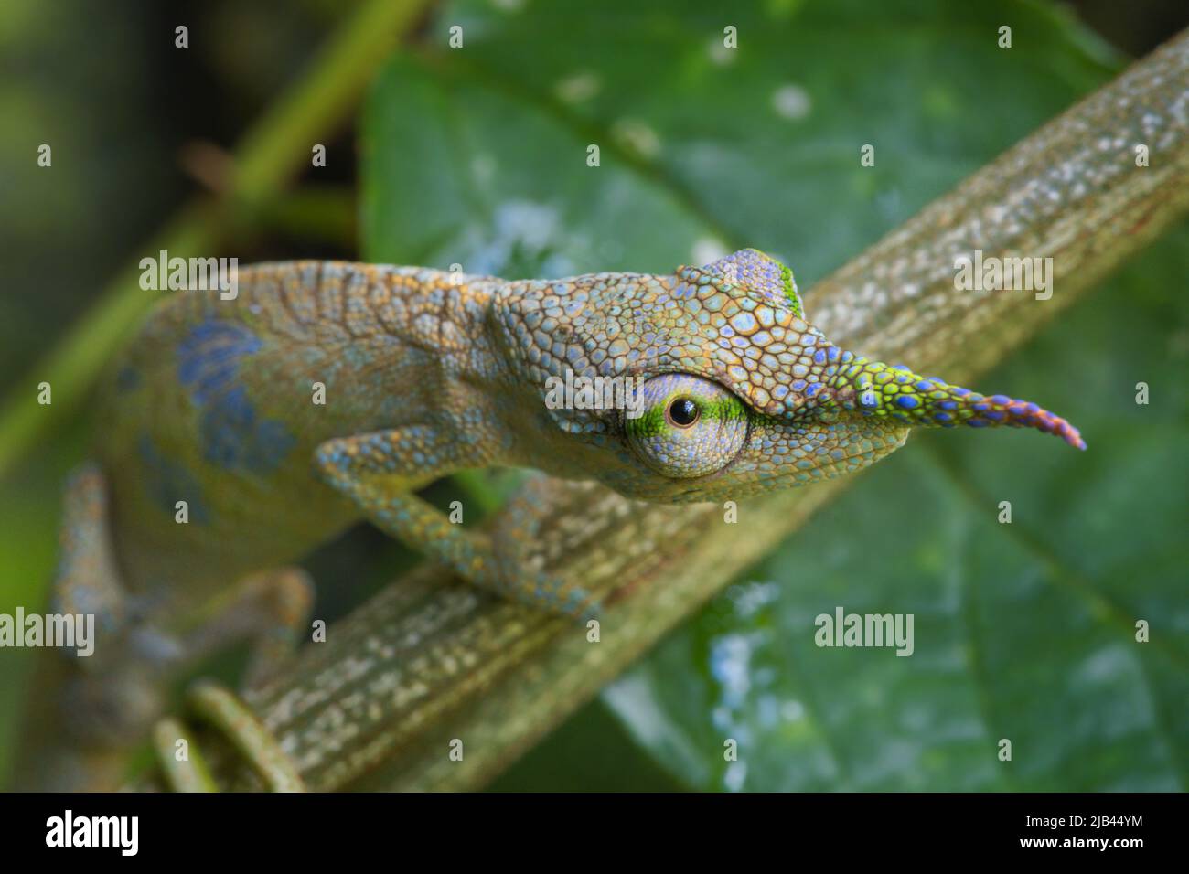 Pinocchio chameleon hi-res stock photography and images - Alamy