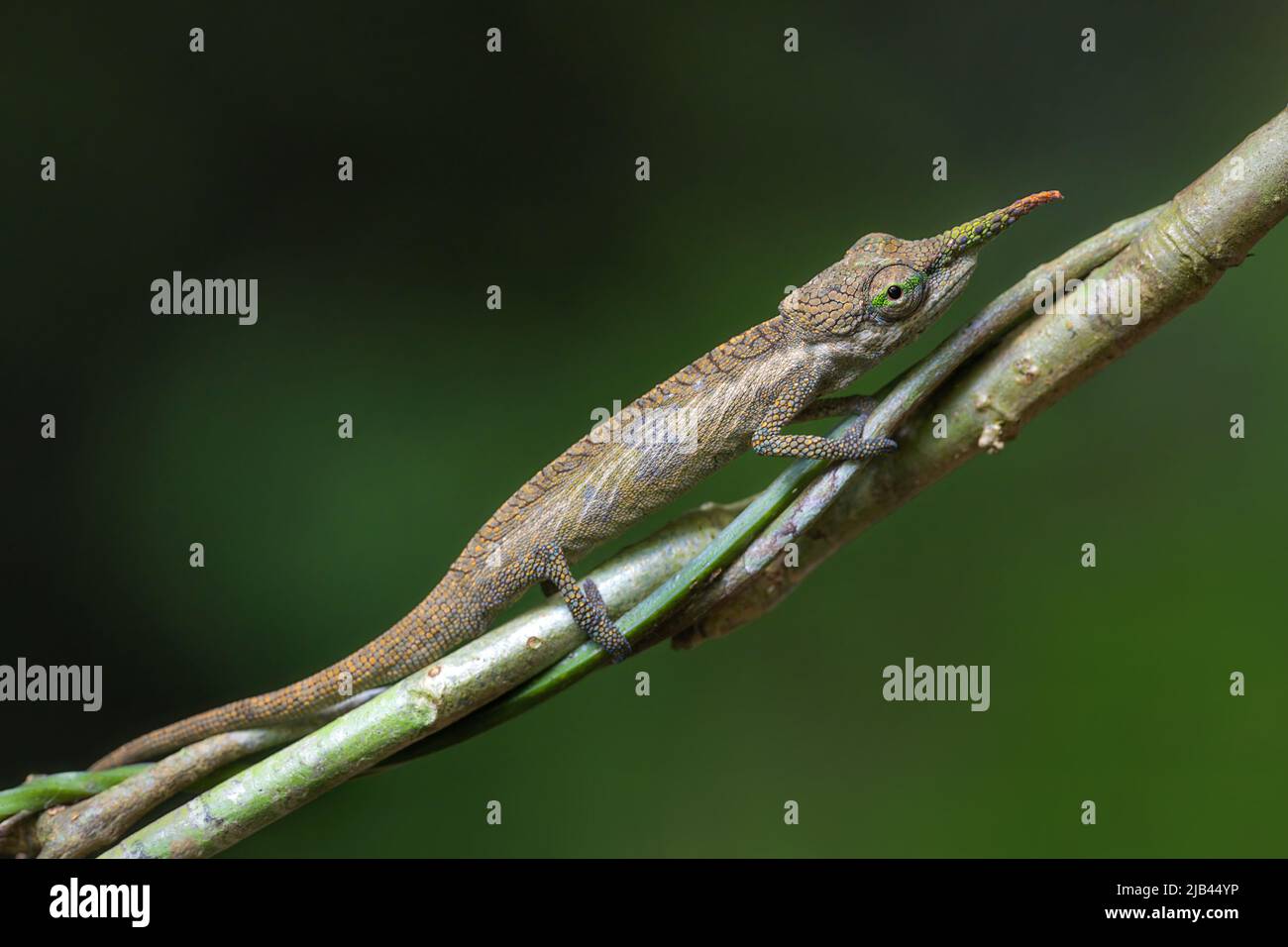 This is the aptly named Pinocchio Chameleon or Lance-nosed chameleon ...