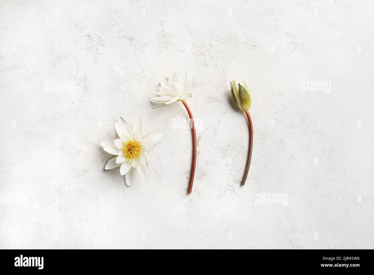 Beautiful lotus flowers on light background Stock Photo - Alamy