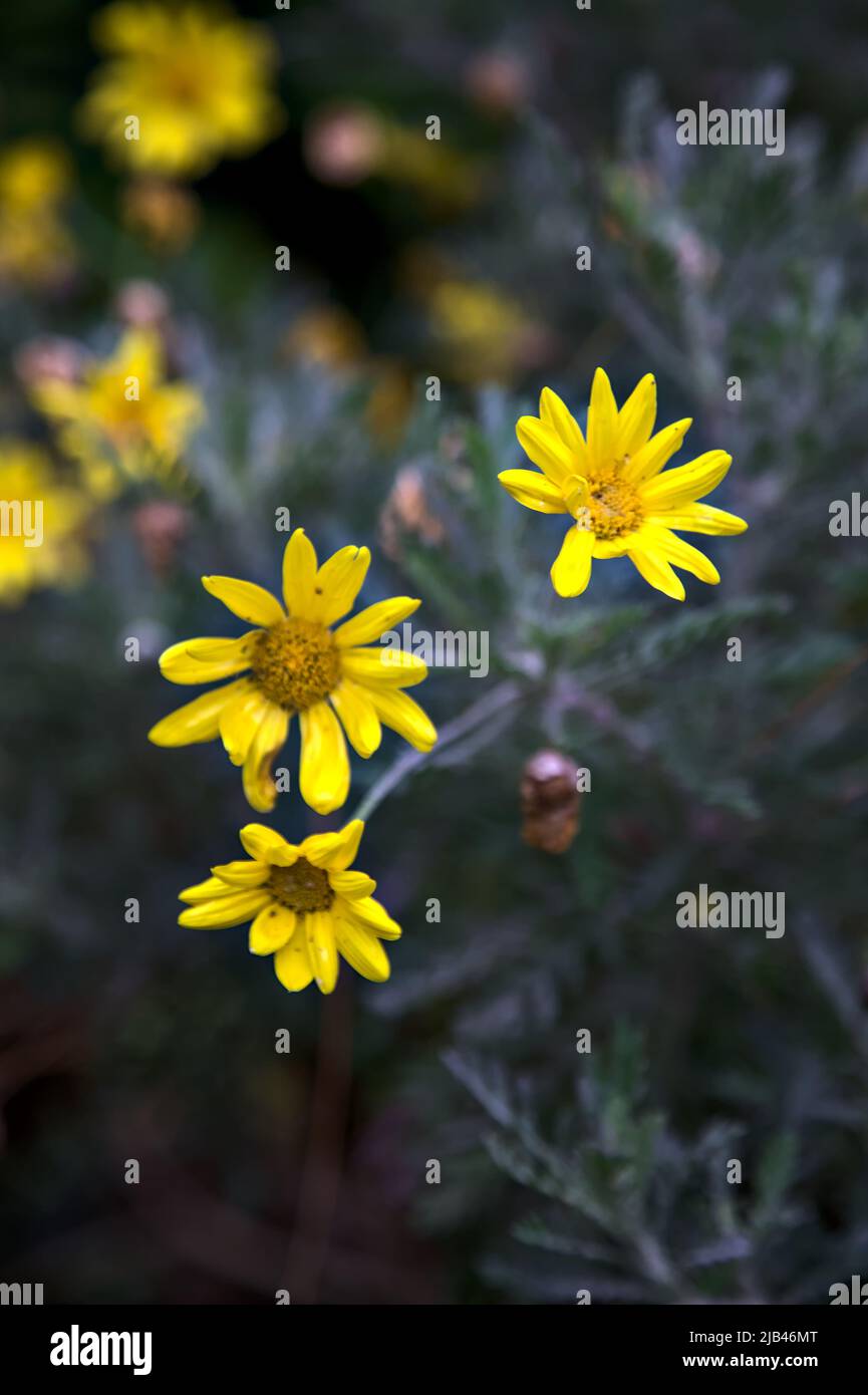 Yellow doronicum in bloom in a bush seen up close Stock Photo - Alamy