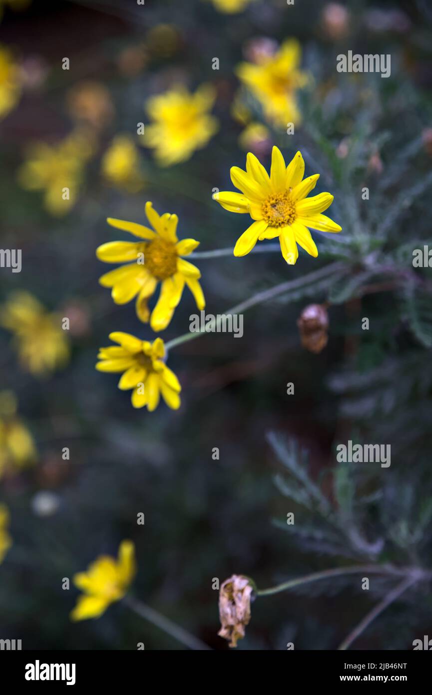 Yellow doronicum in bloom in a bush seen up close Stock Photo - Alamy