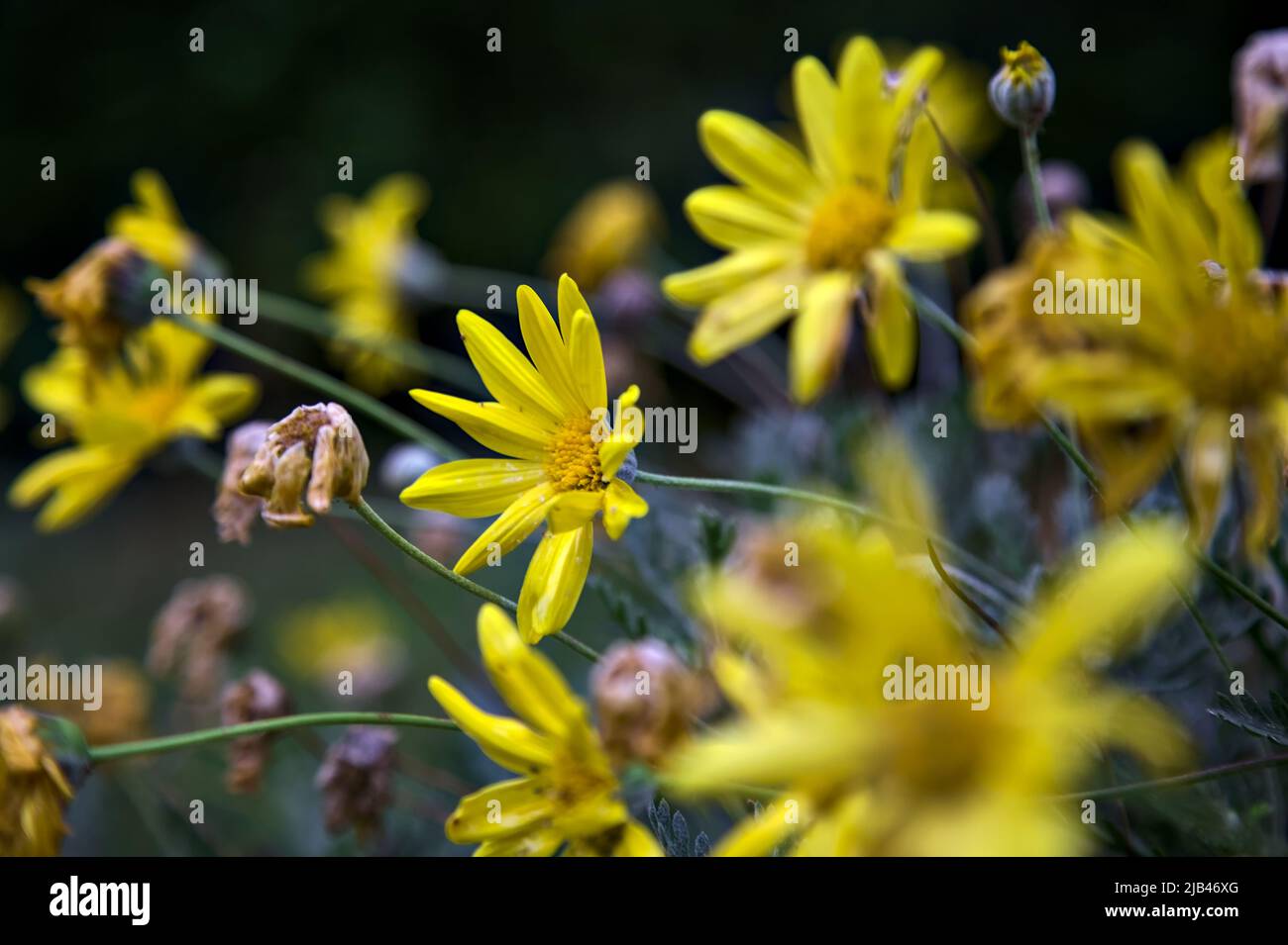 Yellow doronicum in bloom in a bush seen up close Stock Photo - Alamy
