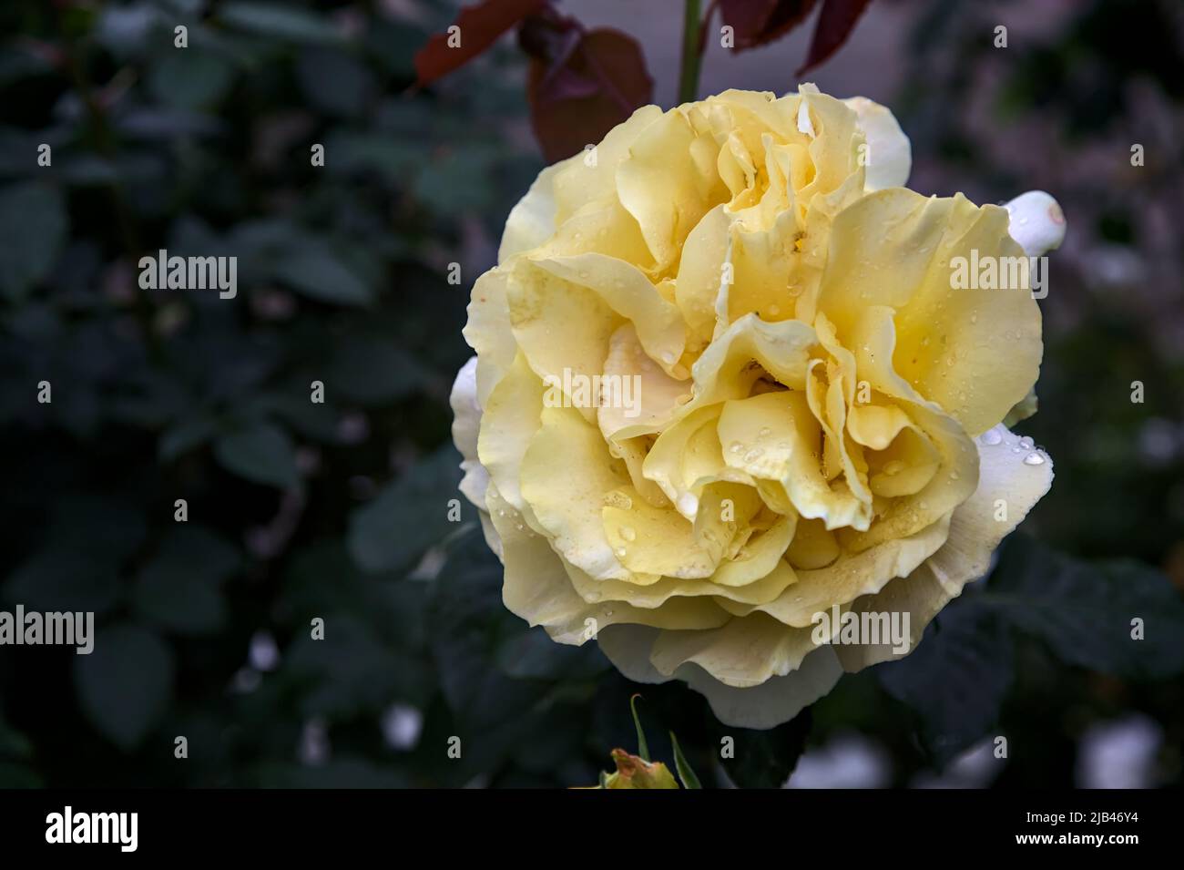 Yellow rose in bloom in a bush seen up close Stock Photo - Alamy