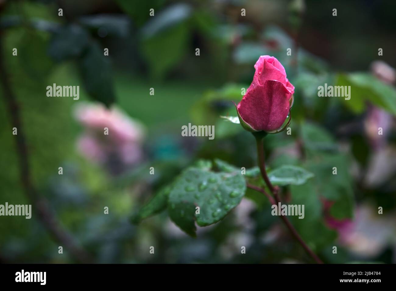 Pink rose in a bush seen up close Stock Photo - Alamy