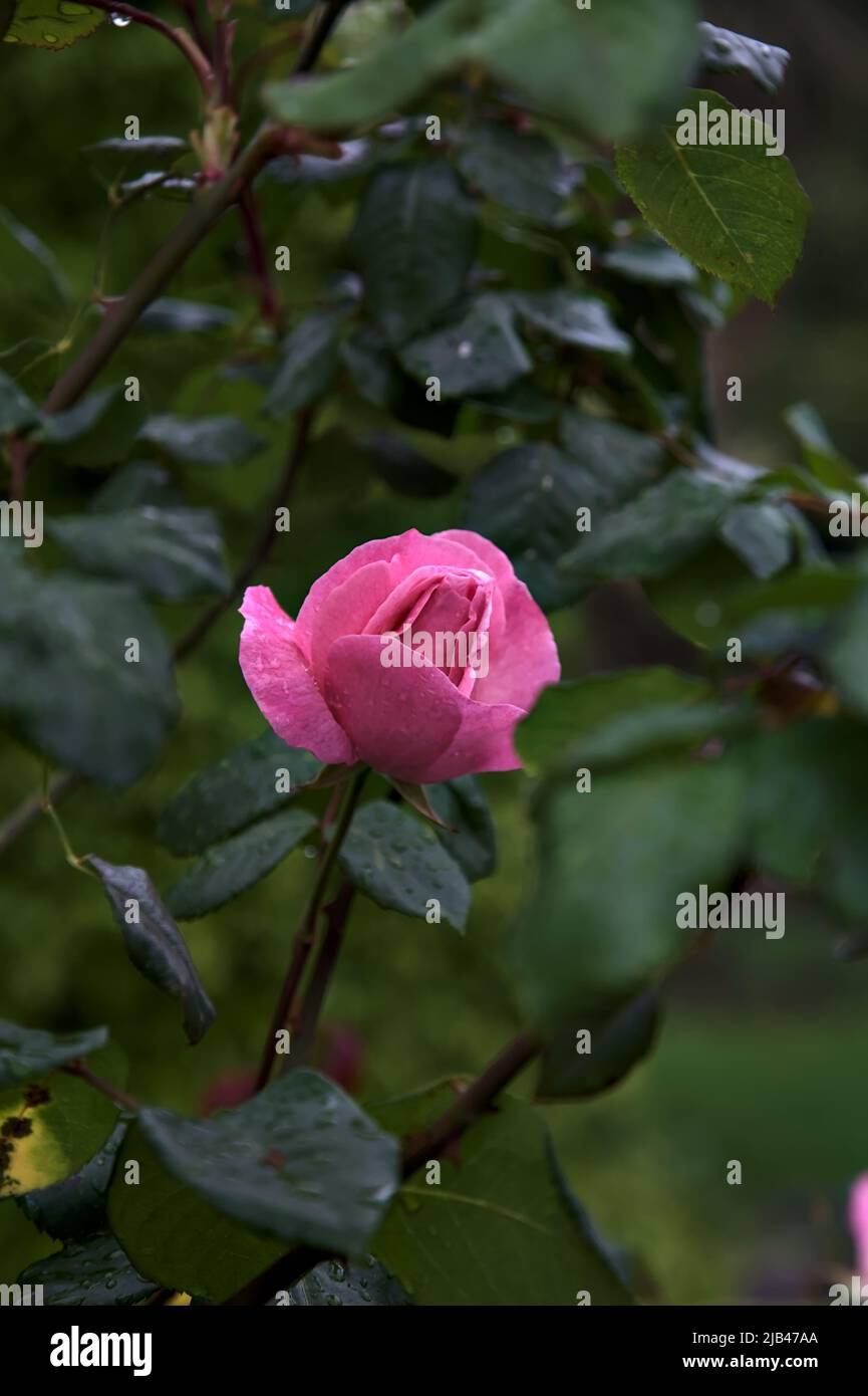 Special anniversary rose bush hi-res stock photography and images - Alamy