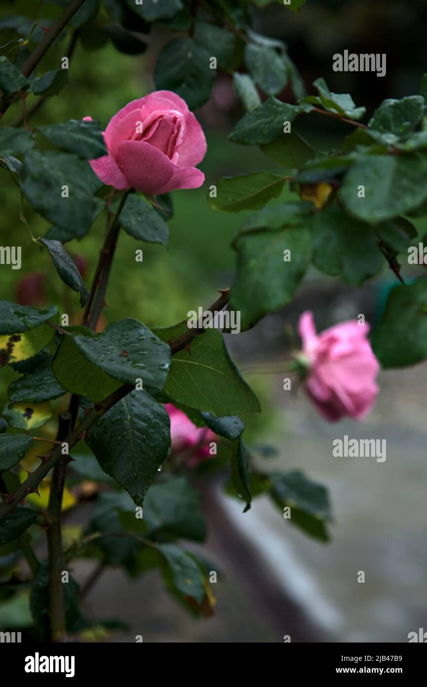 Special anniversary rose bush hi-res stock photography and images - Alamy