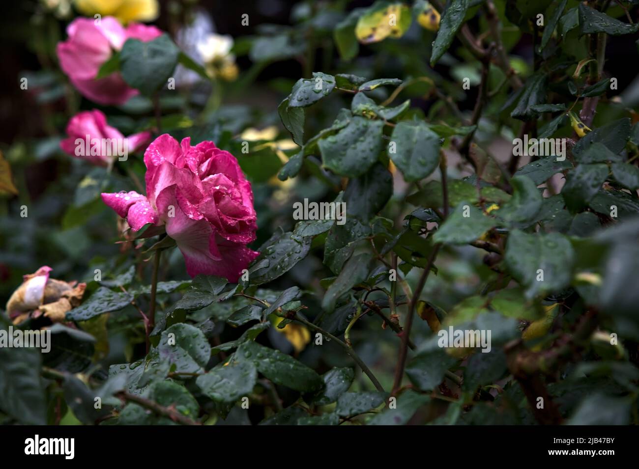 Pink roses growing alongside yellow roses seen up close Stock Photo - Alamy