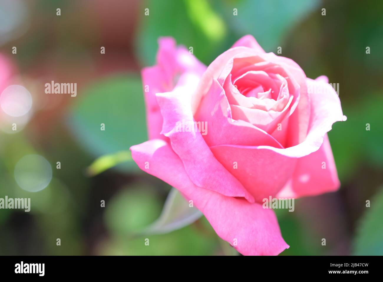 Pink rosebud macro closeup. Fresh rose flower pastel rose colour ...