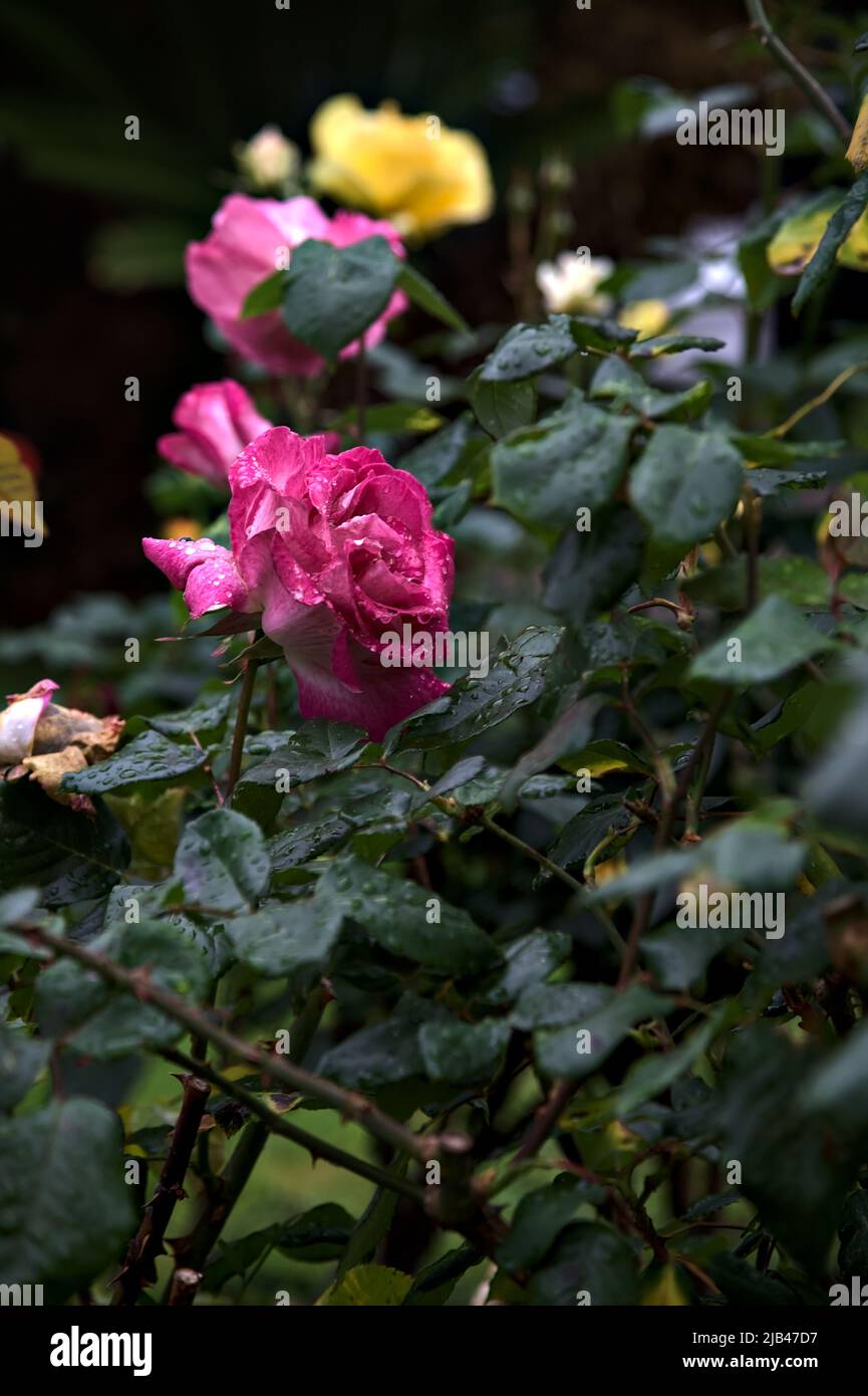 Pink roses growing alongside yellow roses seen up close Stock Photo - Alamy