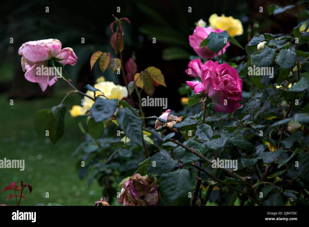 Pink roses growing alongside yellow roses seen up close Stock Photo - Alamy