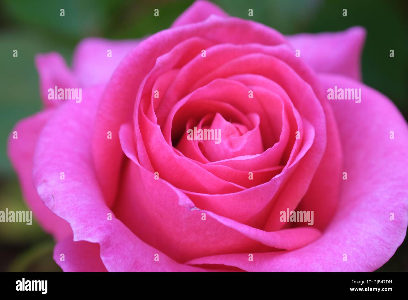 Pink rosebud macro closeup. Fresh rose flower pastel rose colour ...
