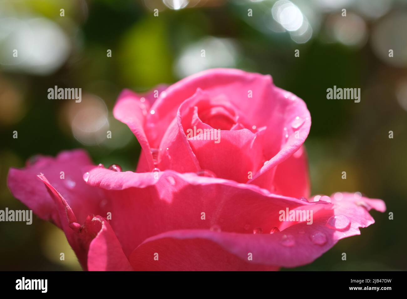 Pink rosebud macro closeup. Fresh rose flower pastel rose colour ...