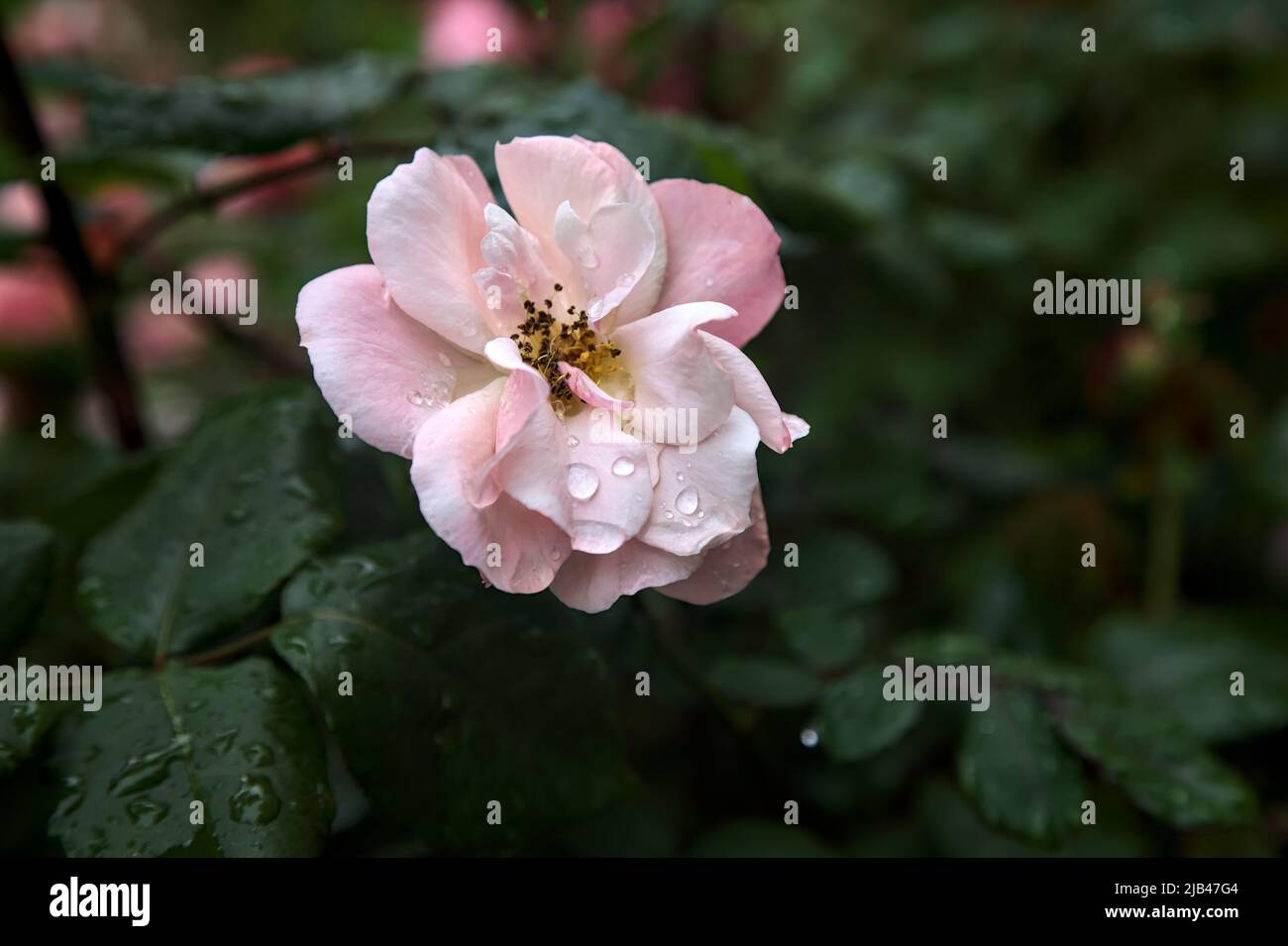 Chinese rose in bloom seen up close Stock Photo - Alamy