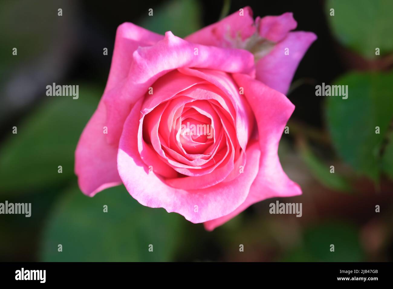 Rosebud view above. Background image of rose, fresh pastel color ...