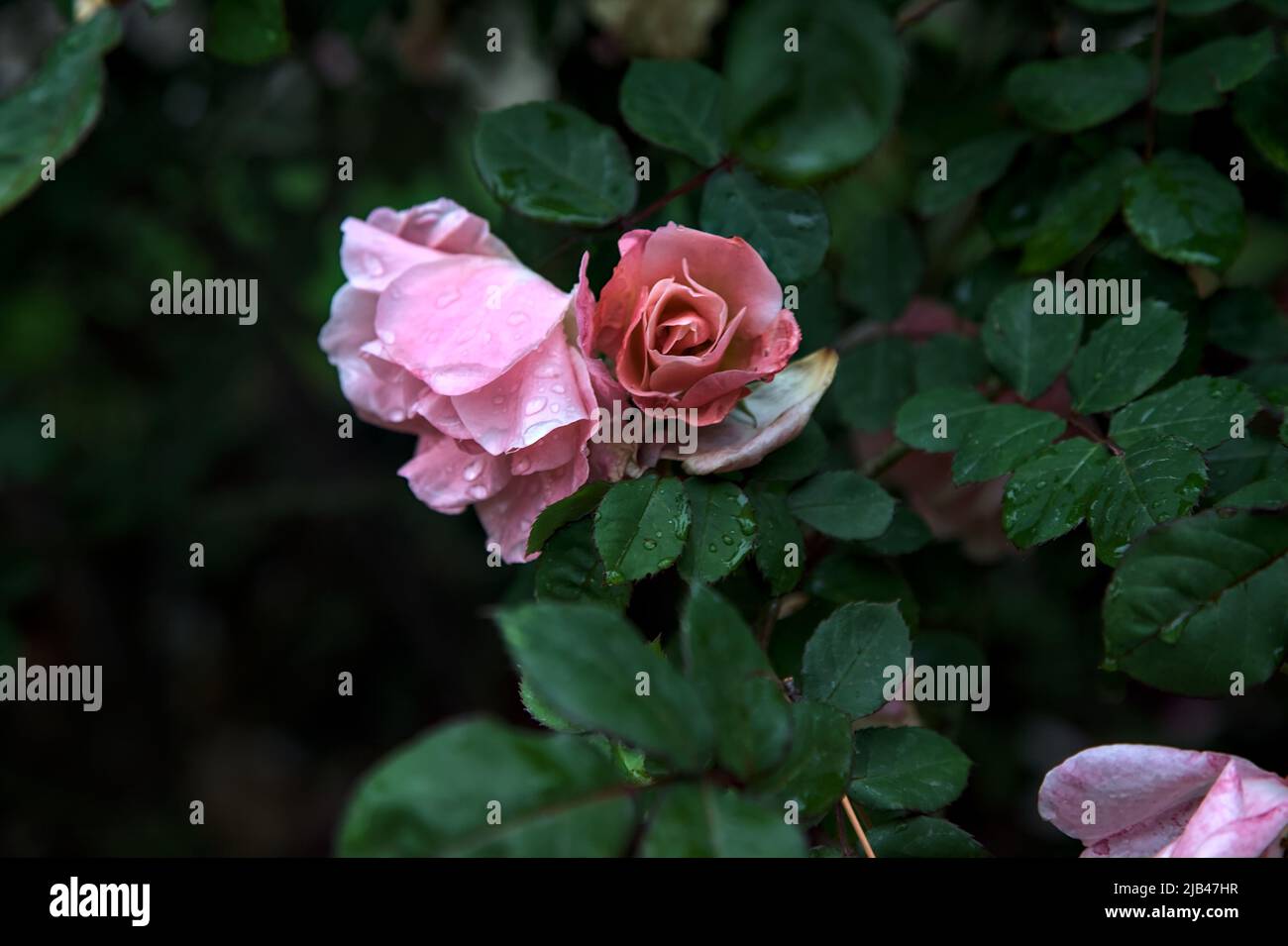 Pink rose in a bush seen up close Stock Photo - Alamy