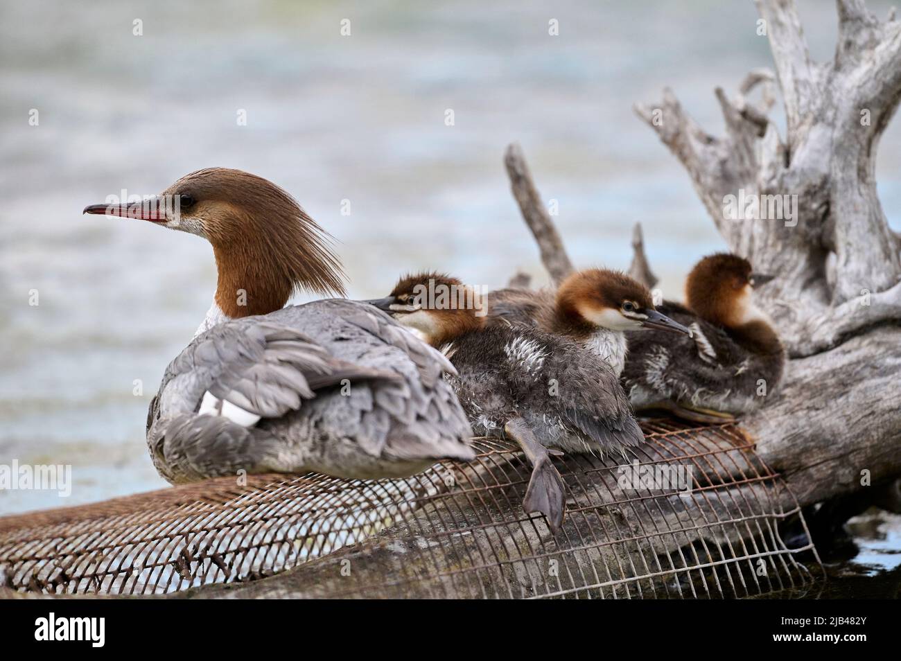 Female Common merganser (Mergus merganser) with ducklings resting on ...