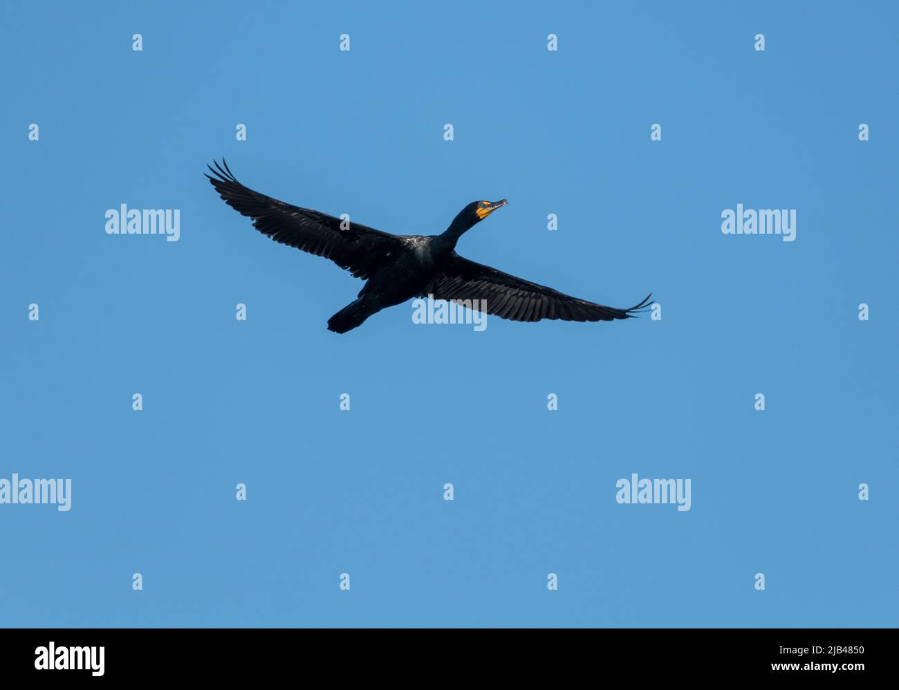 Double-crested cormorant (Phalacrocorax auritus) in flight, Frank Lake ...