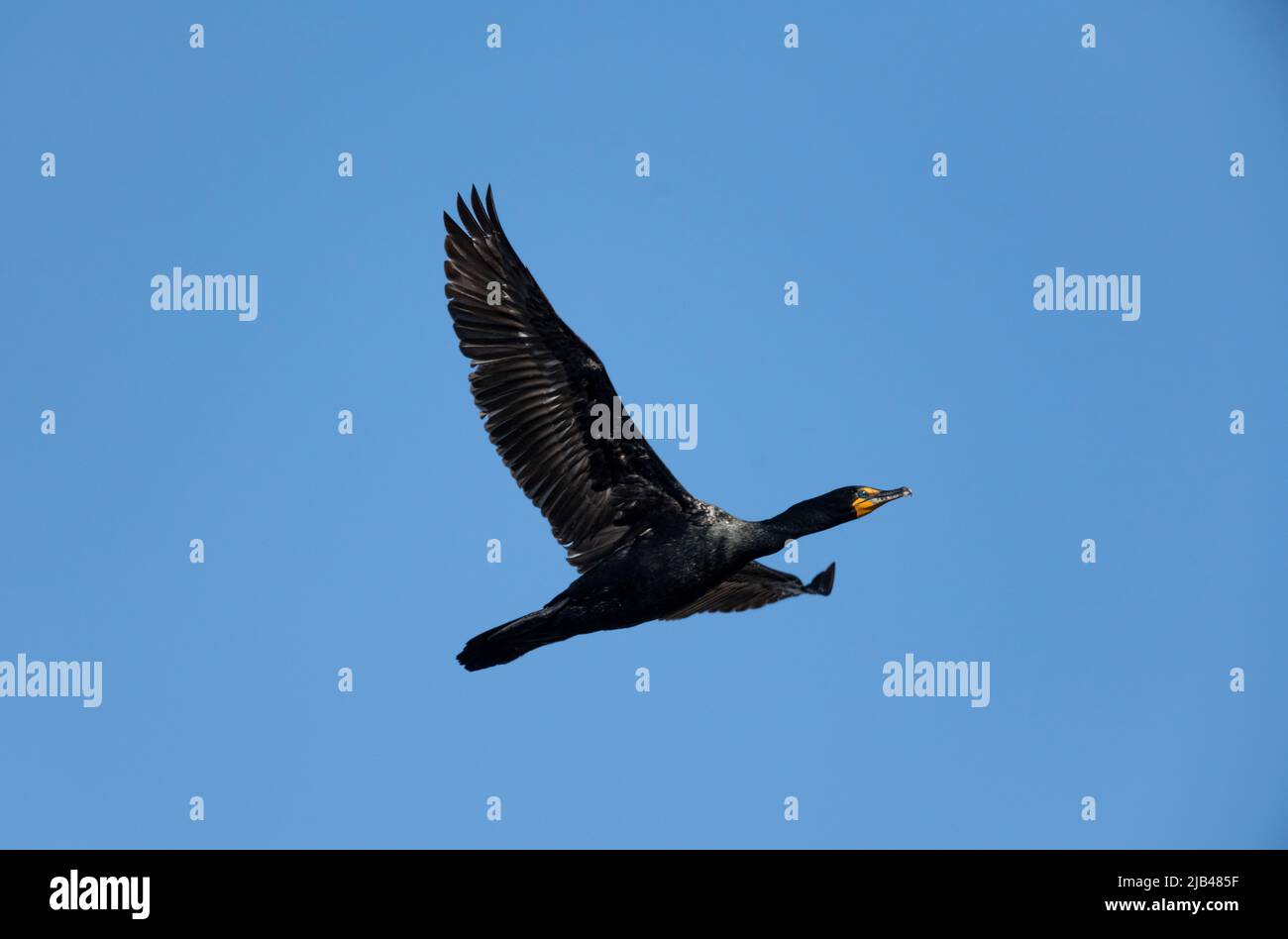 Double-crested cormorant (Phalacrocorax auritus) in flight, Frank Lake ...
