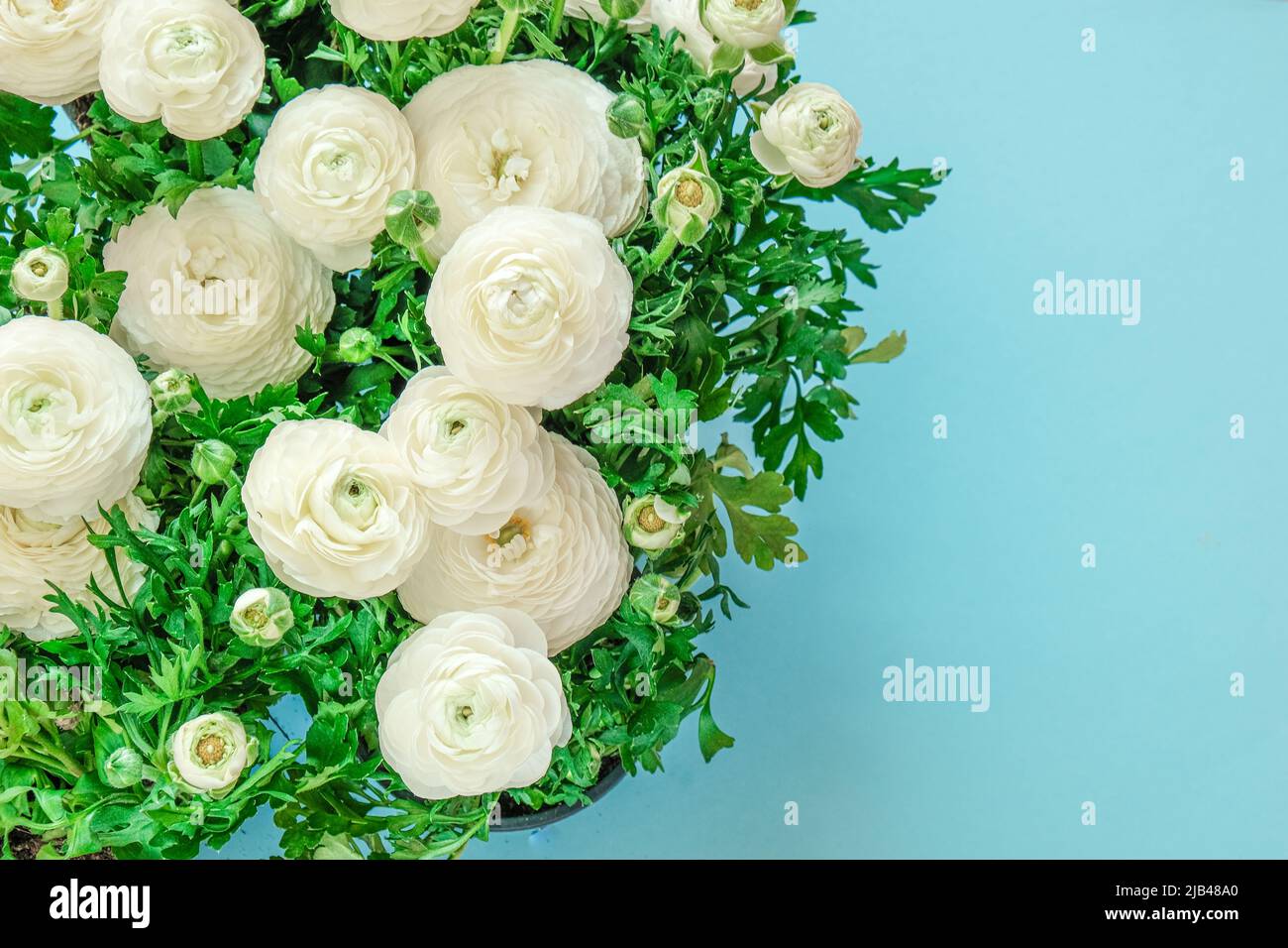 Ranunculus flowers. White ranunculus on a blue background..Floral ...