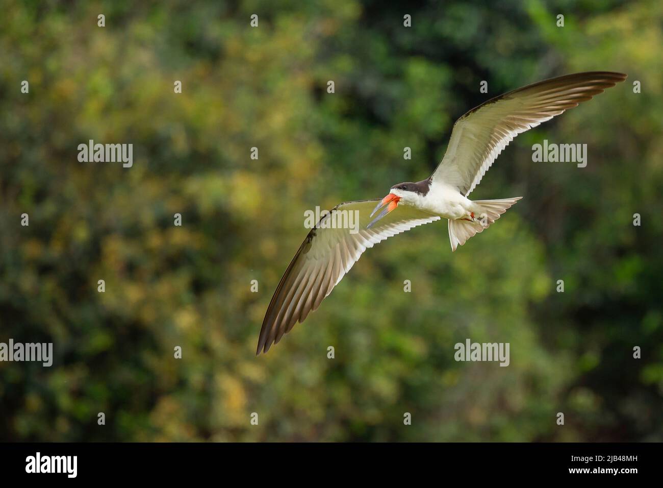 Black Skimmer (Rynchops niger) in flight Stock Photo - Alamy