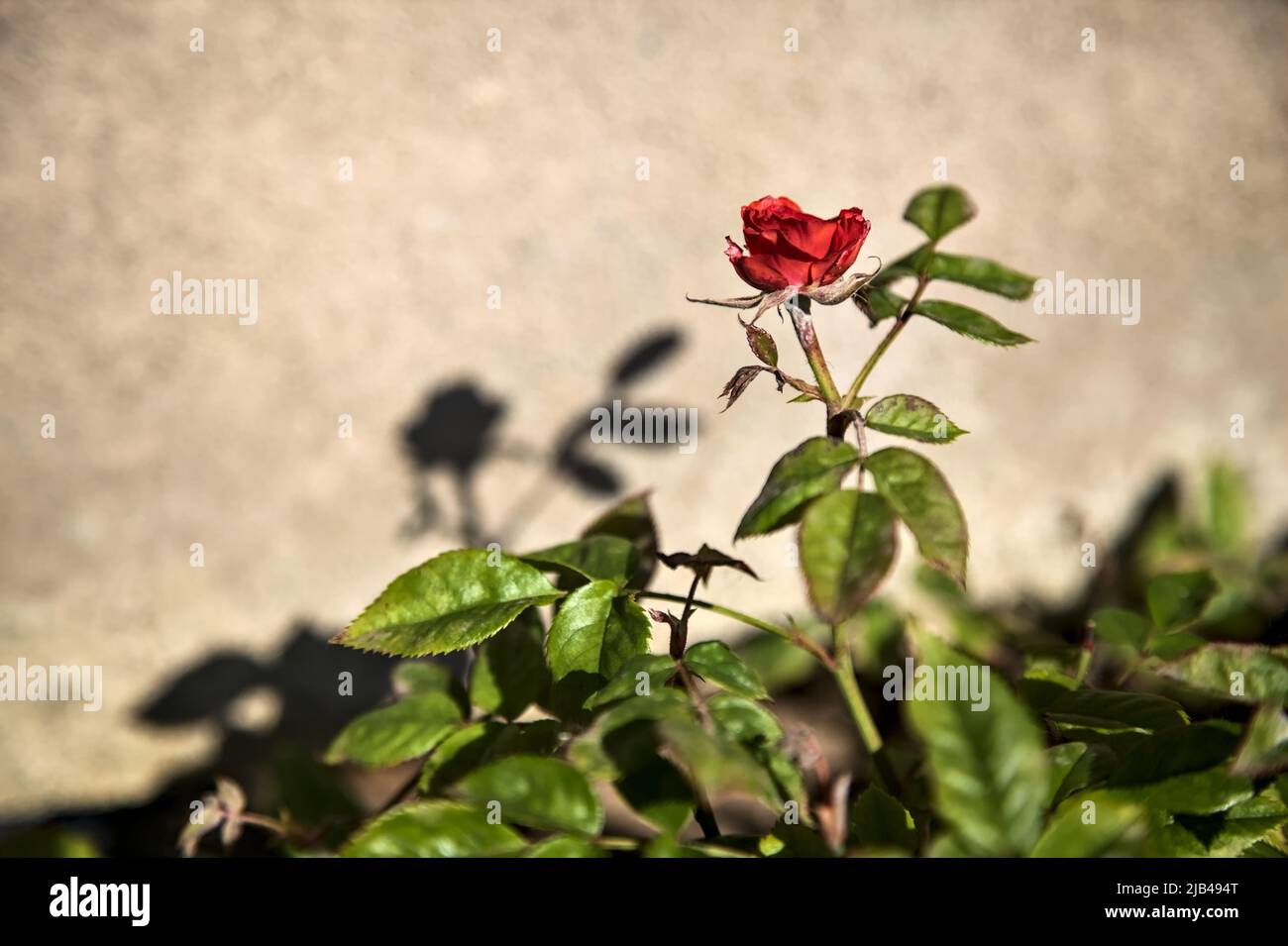 Tiny red miniature rose in bloom seen up close Stock Photo - Alamy