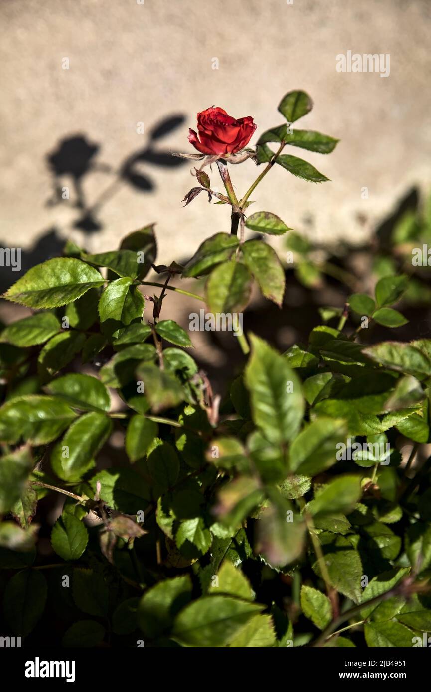 Tiny red miniature rose in bloom seen up close Stock Photo - Alamy