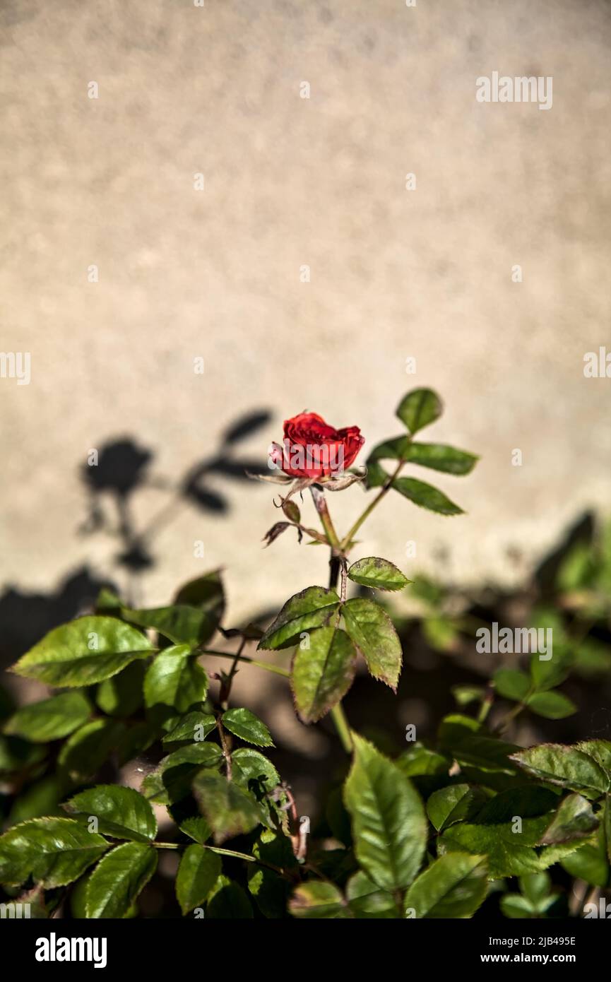 Tiny red miniature rose in bloom seen up close Stock Photo - Alamy