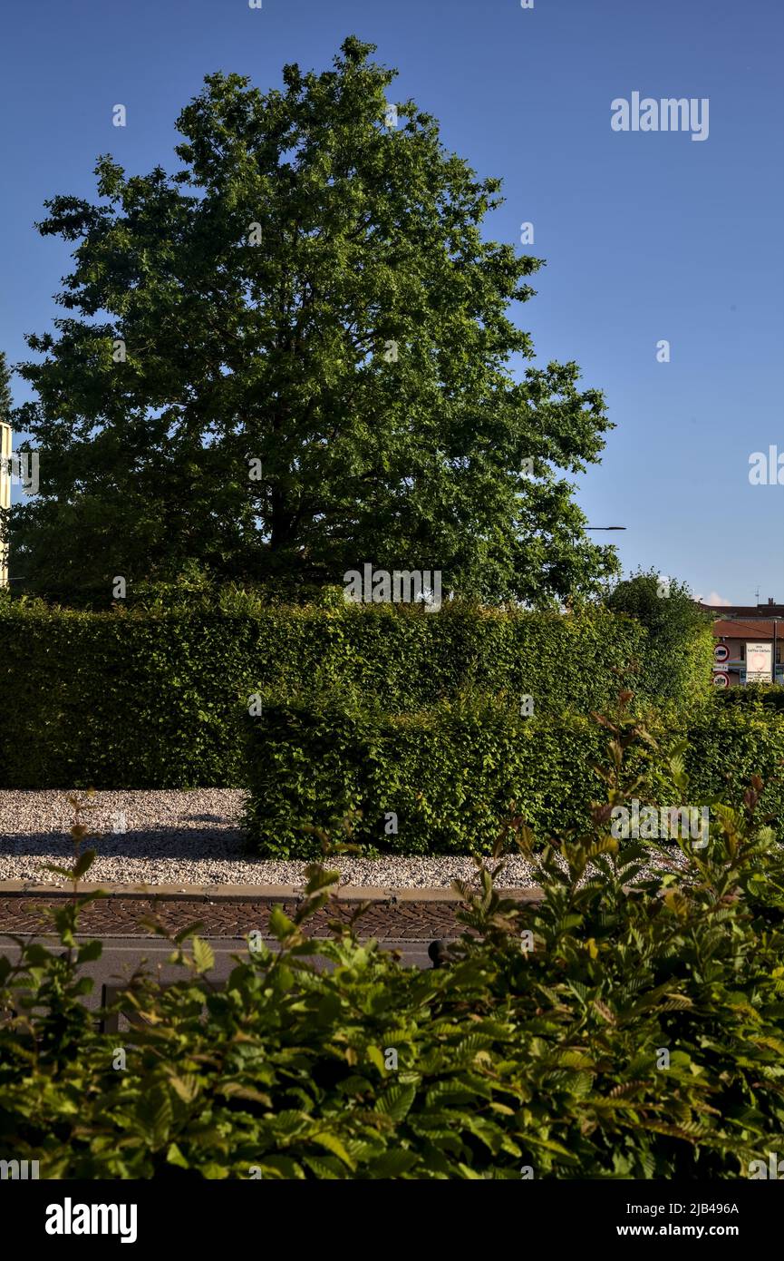 Part of a roundabout with a tree in the middle of it on a sunny day ...