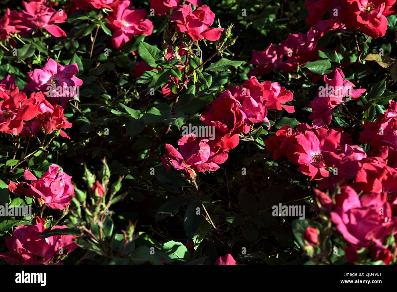 Magenta ground cover roses in bloom Stock Photo - Alamy