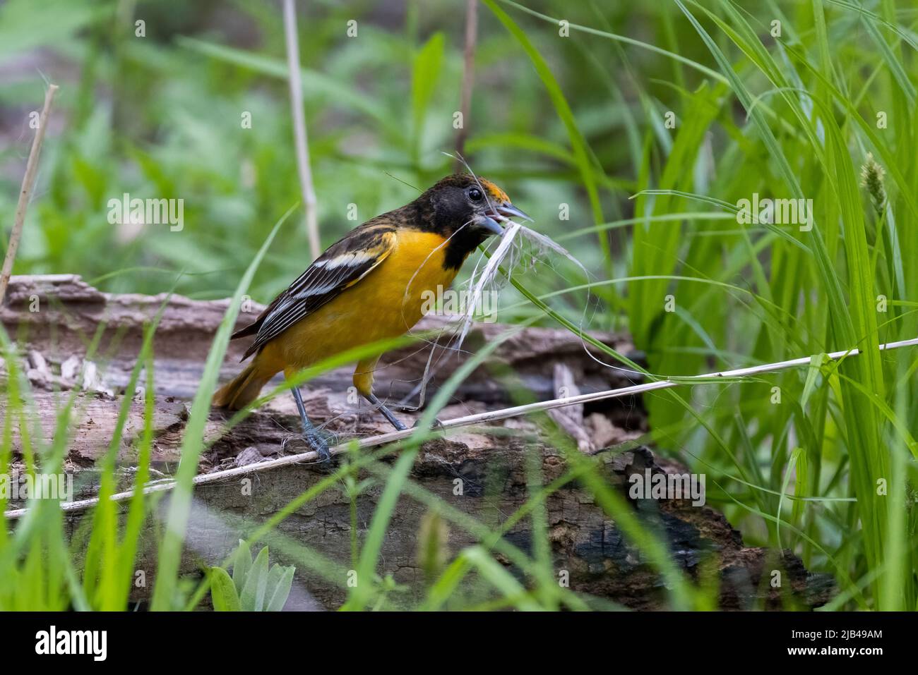 Nesting female Baltimore oriole (Icterus galbula Stock Photo - Alamy