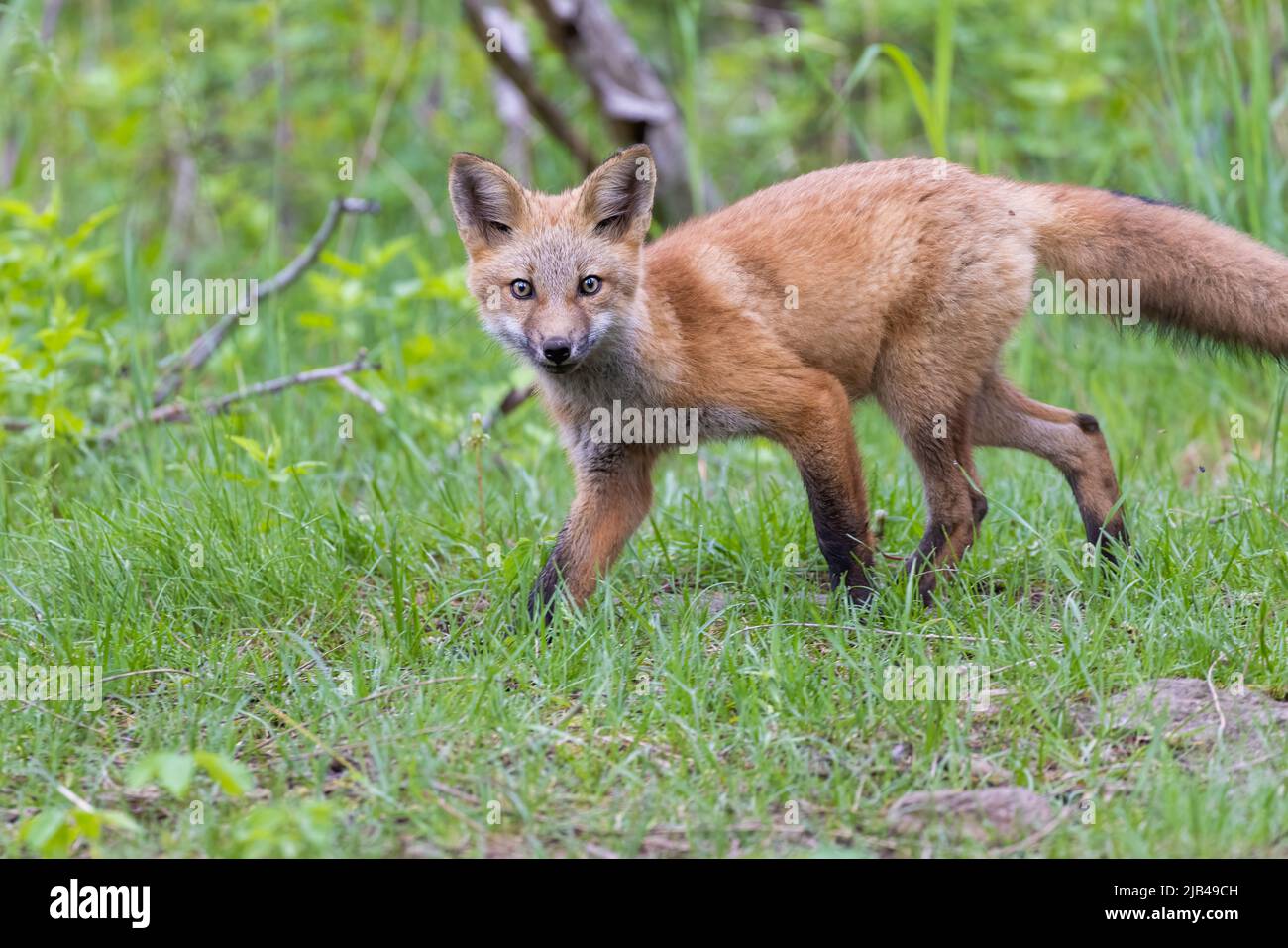Cute red fox pup in early summer Stock Photo - Alamy